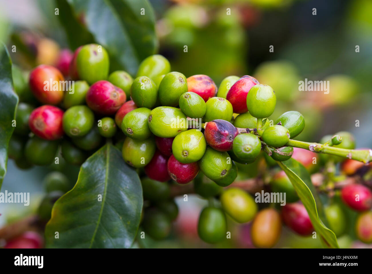 Fruits de café Banque de photographies et d’images à haute résolution ...