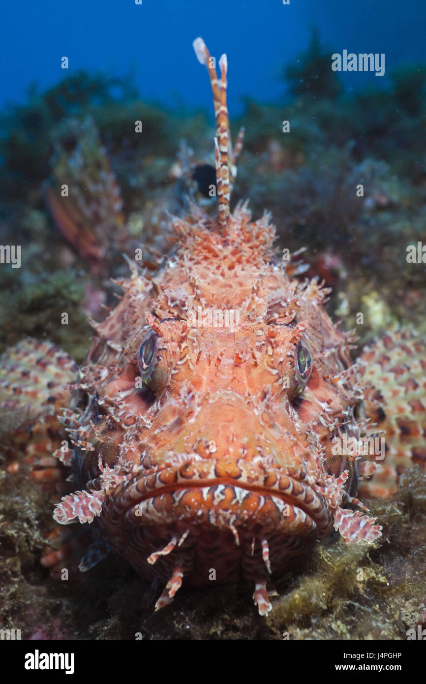 Joues de poisson Banque de photographies et d’images à haute résolution ...