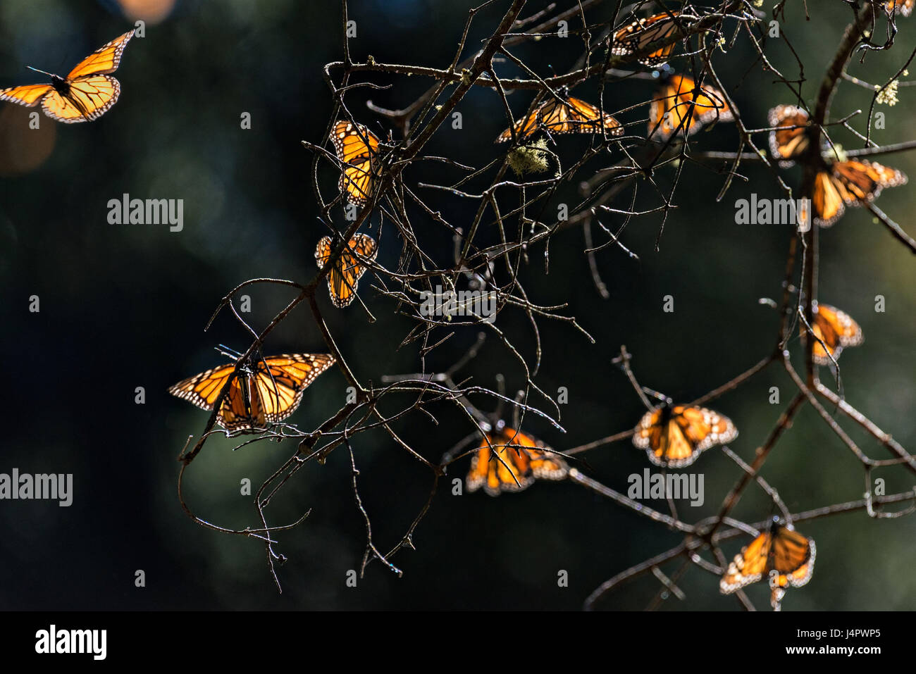 El capulin Banque de photographies et d’images à haute résolution - Alamy
