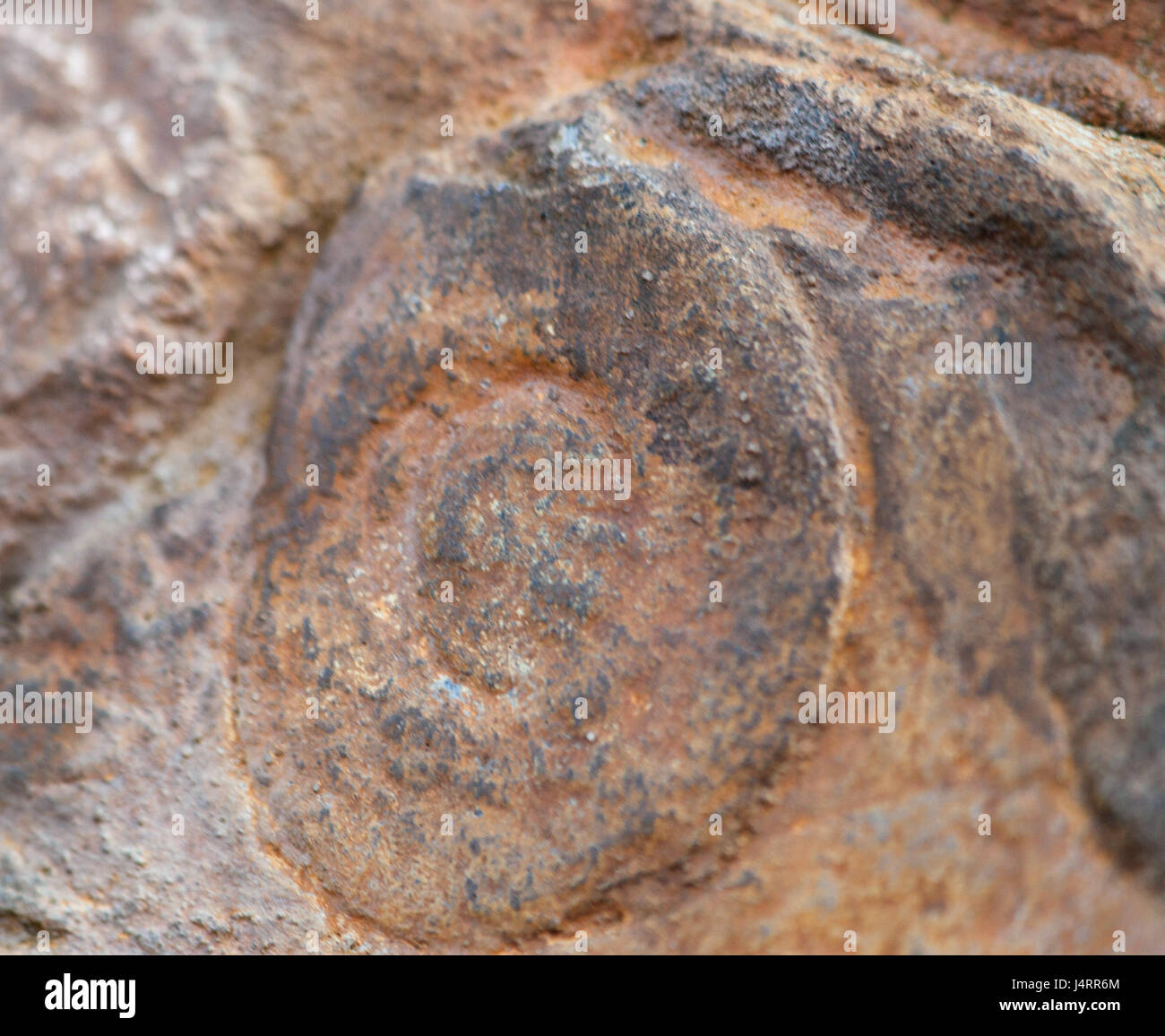 Cyclomedusa radiata Banque de photographies et d’images à haute ...