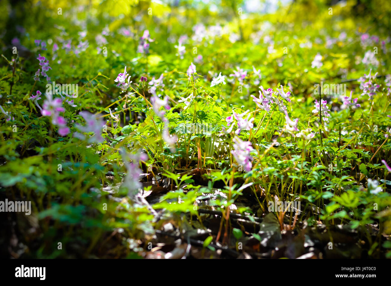 Fleurs de forêt de printemps Banque de photographies et d’images à ...