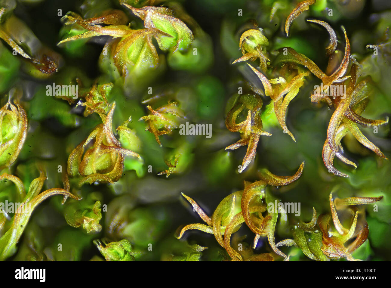 Mousse de forêt sous microscope. Monde microscopique Photo Stock - Alamy