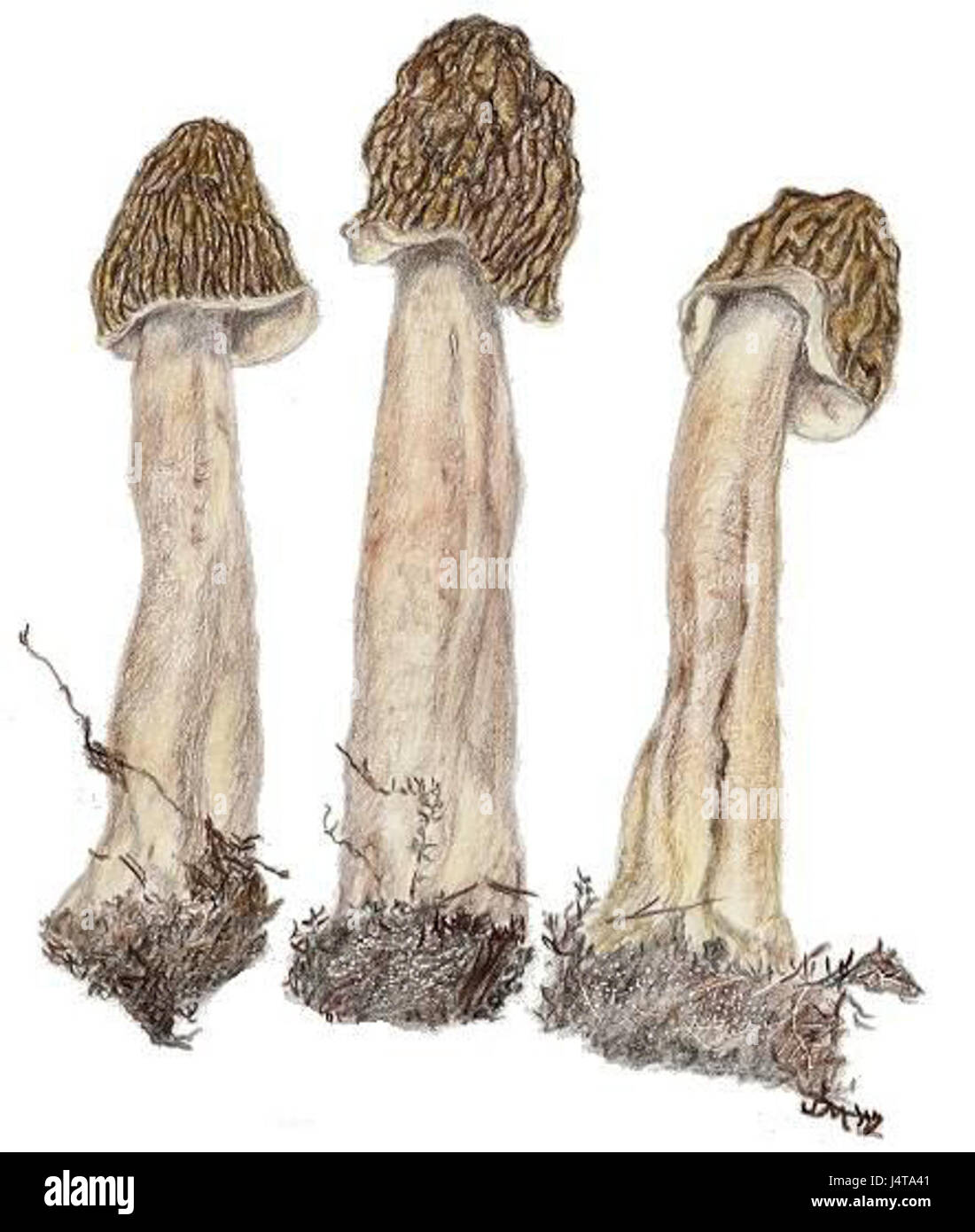 Verpa bohemica Banque de photographies et d’images à haute résolution ...