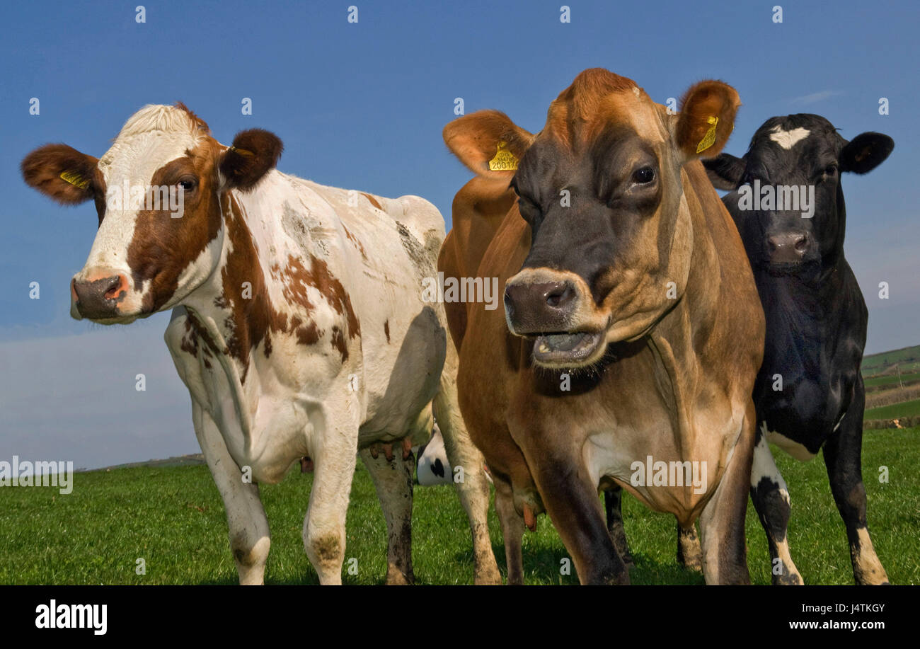 Vaches ferme traite brune Banque de photographies et d’images à haute ...