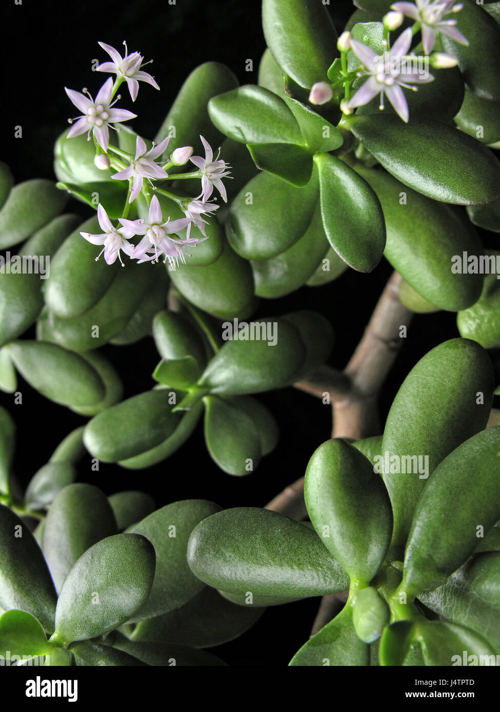 Crassula ovata avec fleurs, connu aussi sous le nom de jade plant ou d ...