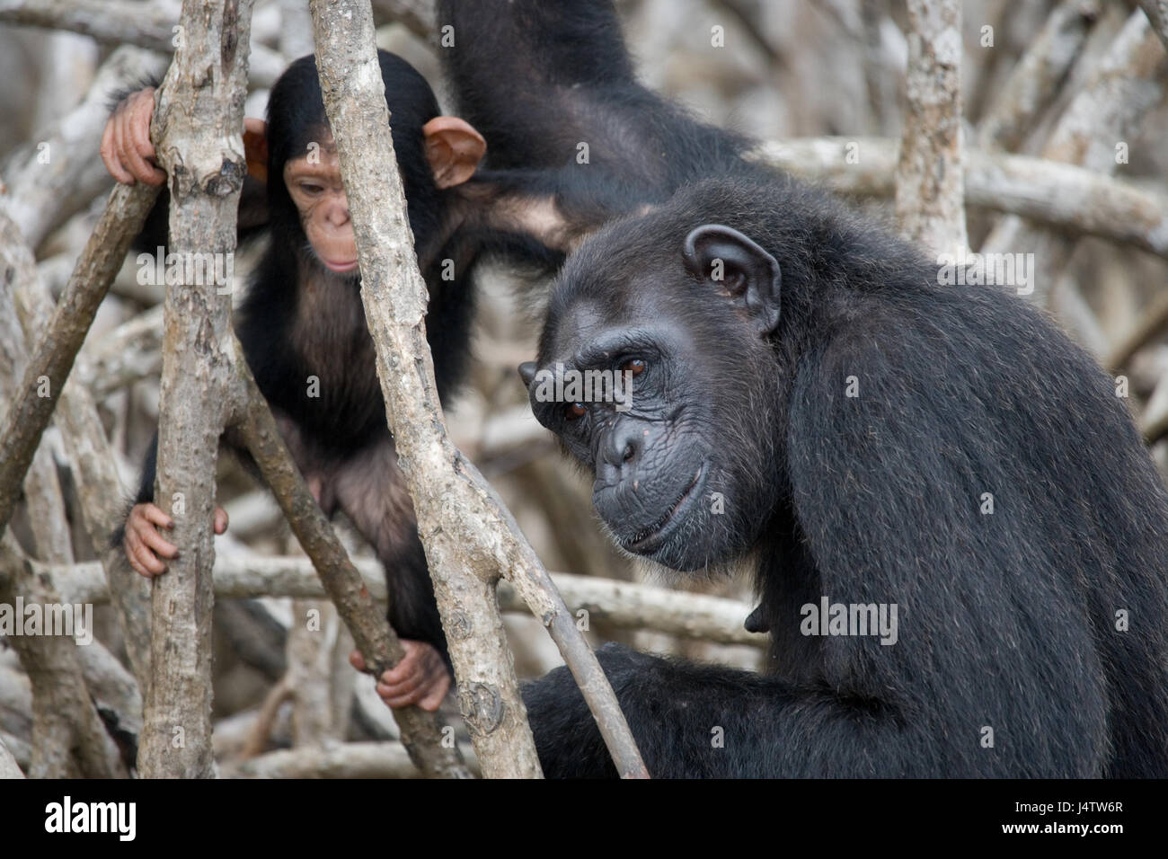 Une femelle chimpanzée avec un bébé sur les mangroves. République du ...