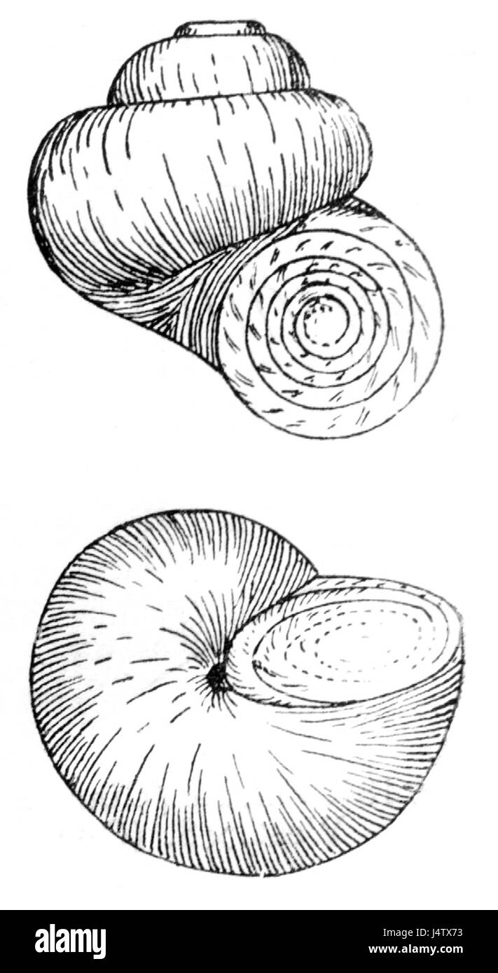 Valvata piscinalis Banque de photographies et d’images à haute ...