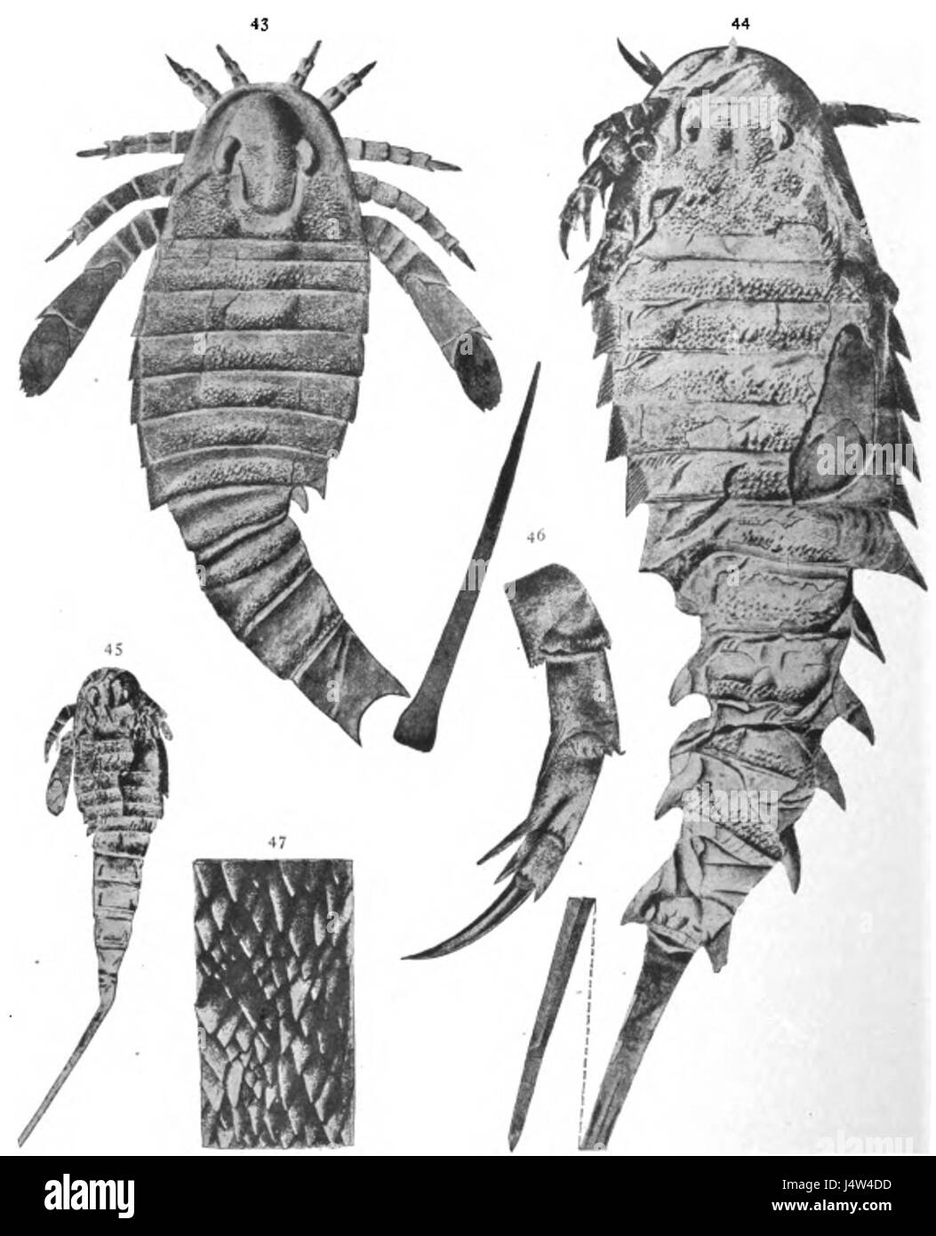 Figure 47 Banque de photographies et d’images à haute résolution - Alamy