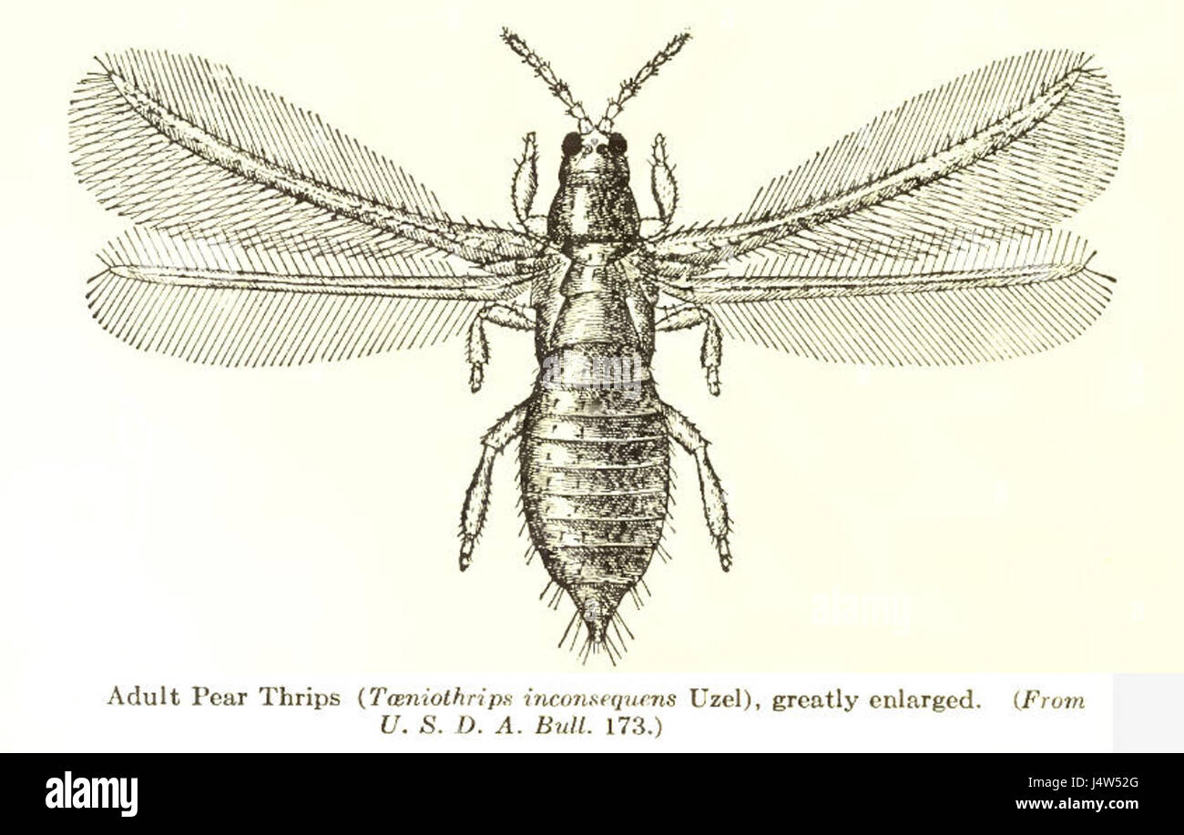 Thrips dessin Banque de photographies et d’images à haute résolution ...