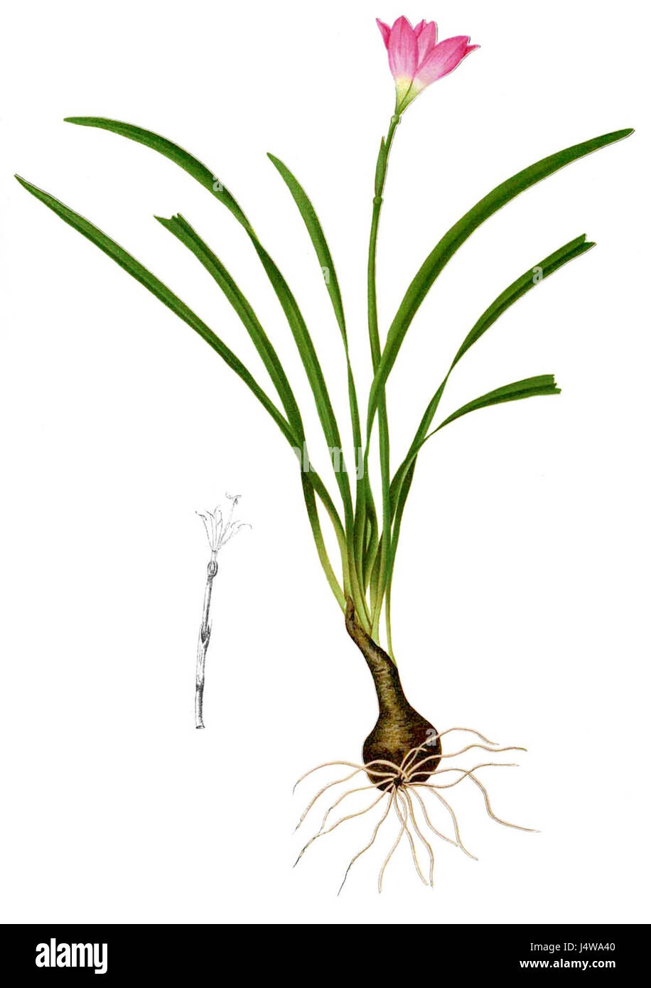 Zephyranthes versicolor, une espèce de plante à fleurs, connue pour ses ...