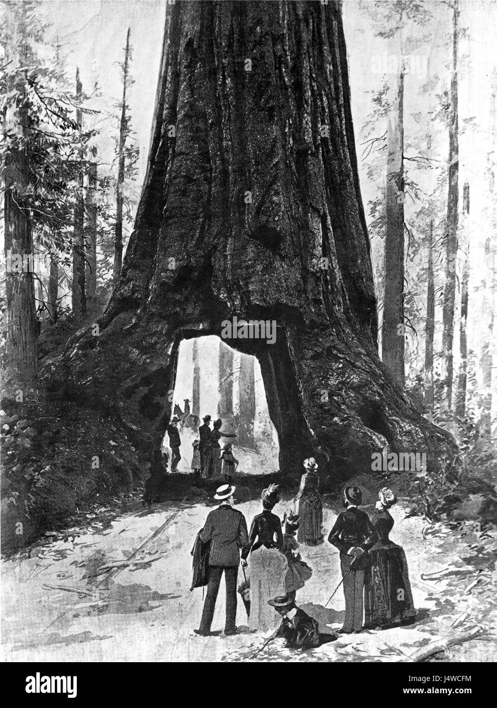 Wawona tree Banque de photographies et d’images à haute résolution - Alamy