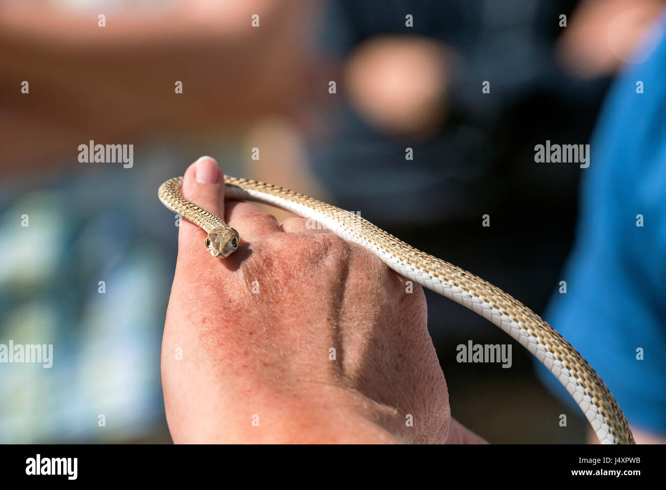 Serpents du désert Banque de photographies et d’images à haute ...