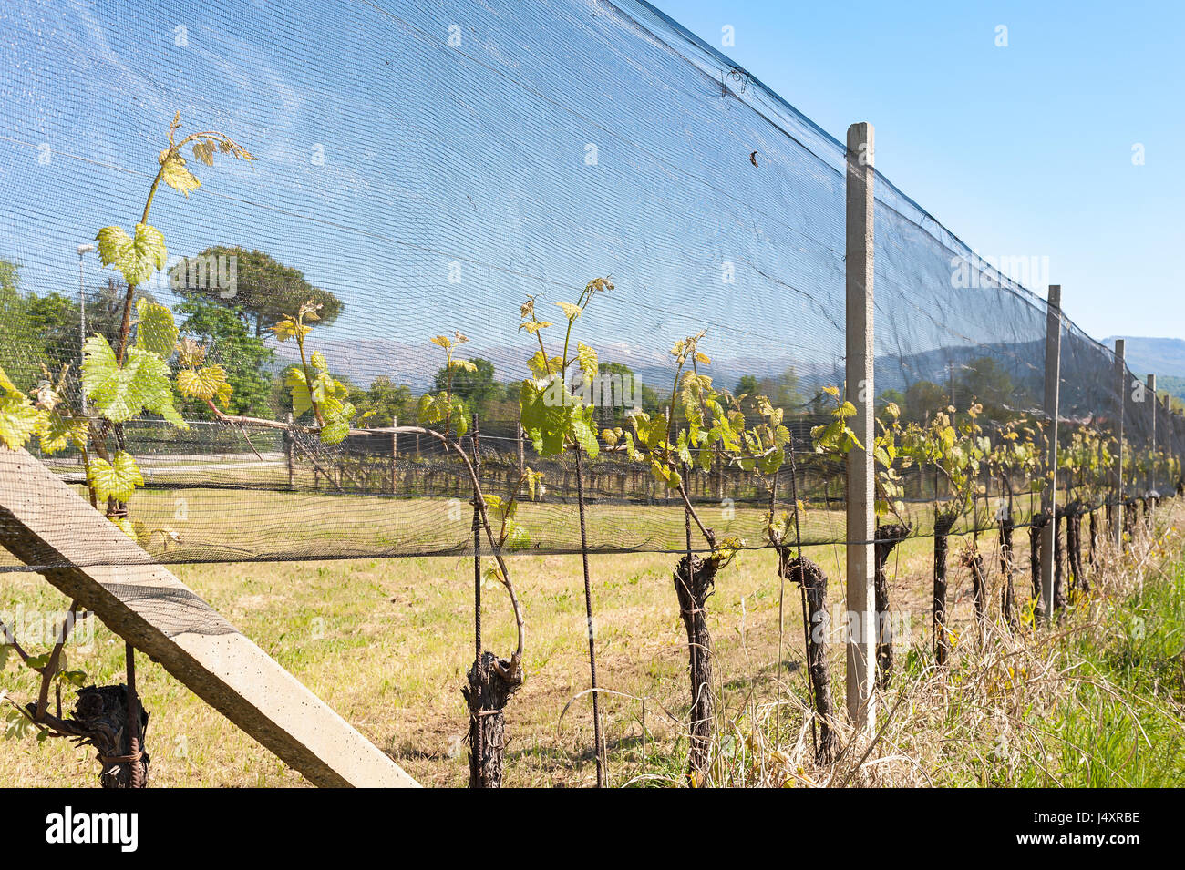 L'agriculture. La vigne au printemps. Les plants de vignes couvertes ...