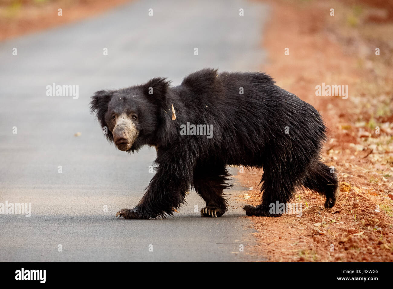 Ours lippu Banque de photographies et d’images à haute résolution - Alamy