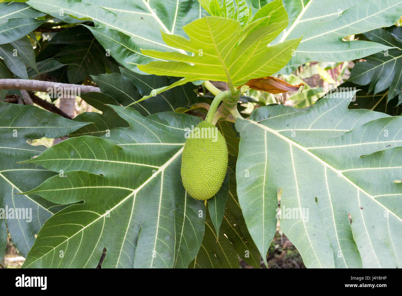 Arbre durian Banque de photographies et d’images à haute résolution - Alamy