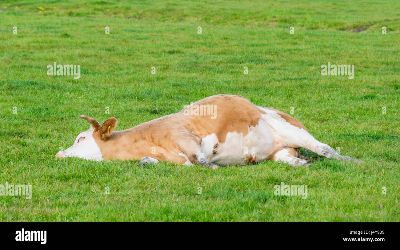 Cow laying in the sun Banque de photographies et d’images à haute ...