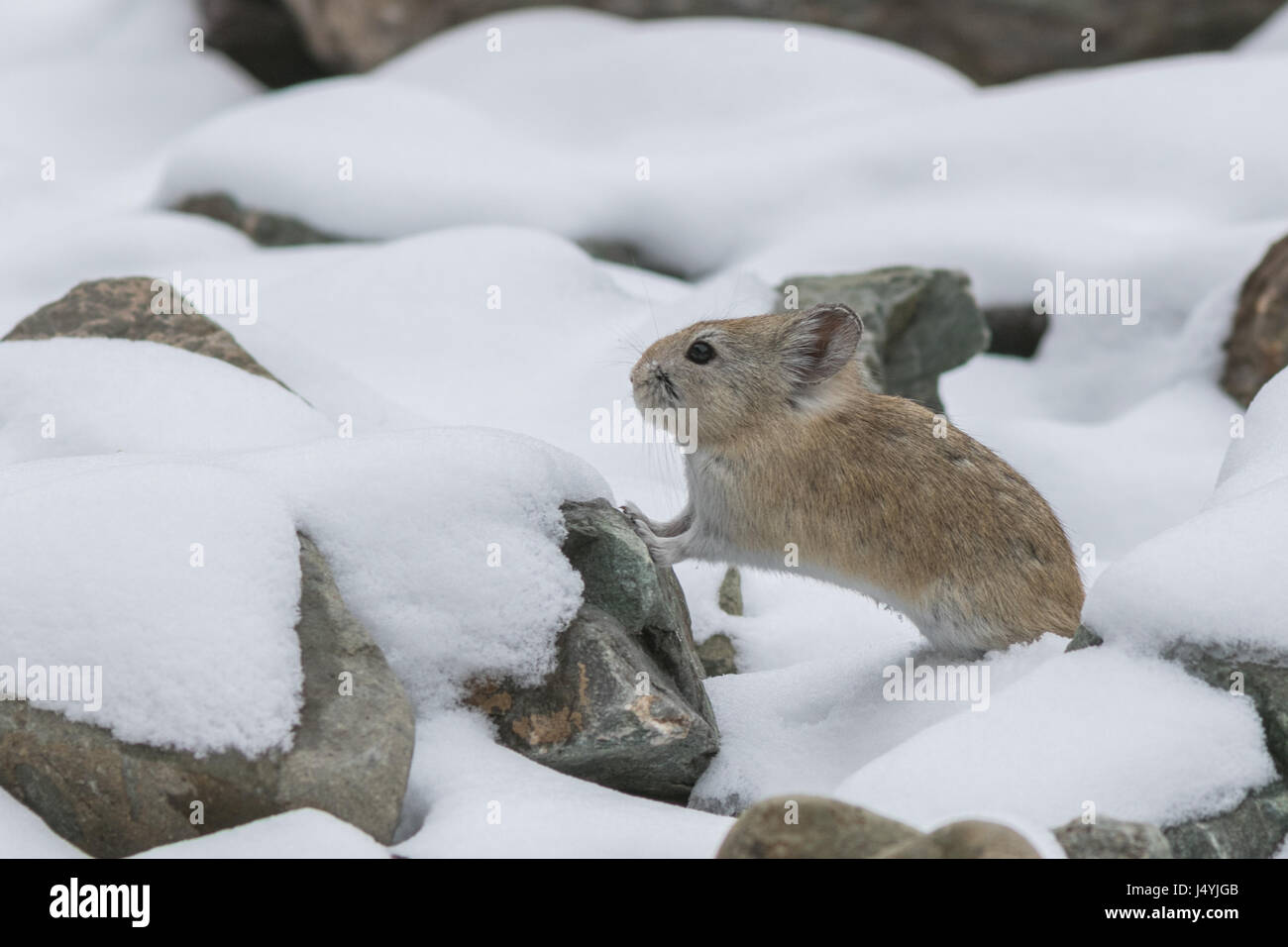 Ochotona roylei Banque de photographies et d’images à haute résolution ...