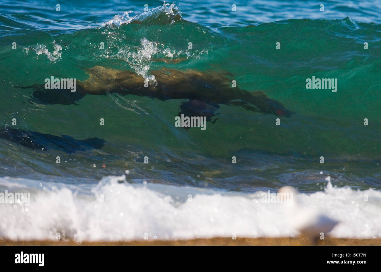 Mammals of argentina Banque de photographies et d’images à haute résolution - Alamy