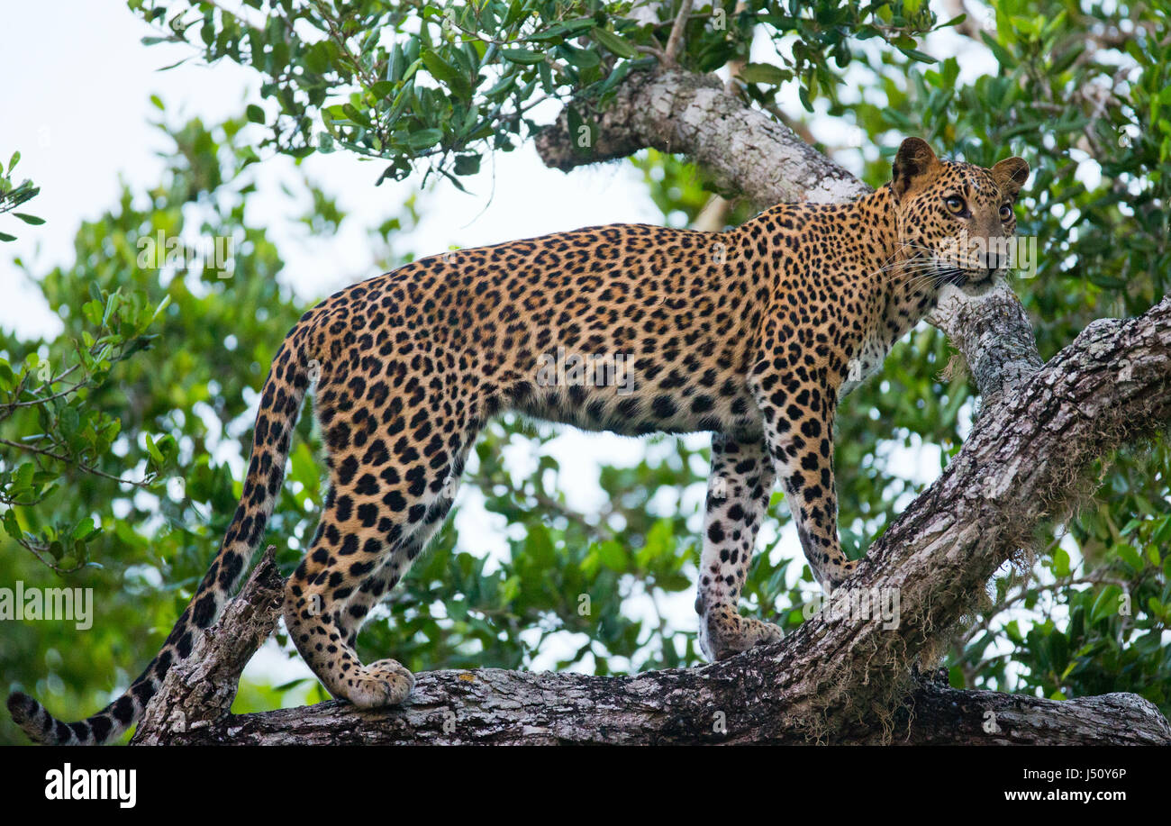 Leopard standing in a tree Banque de photographies et d’images à haute ...