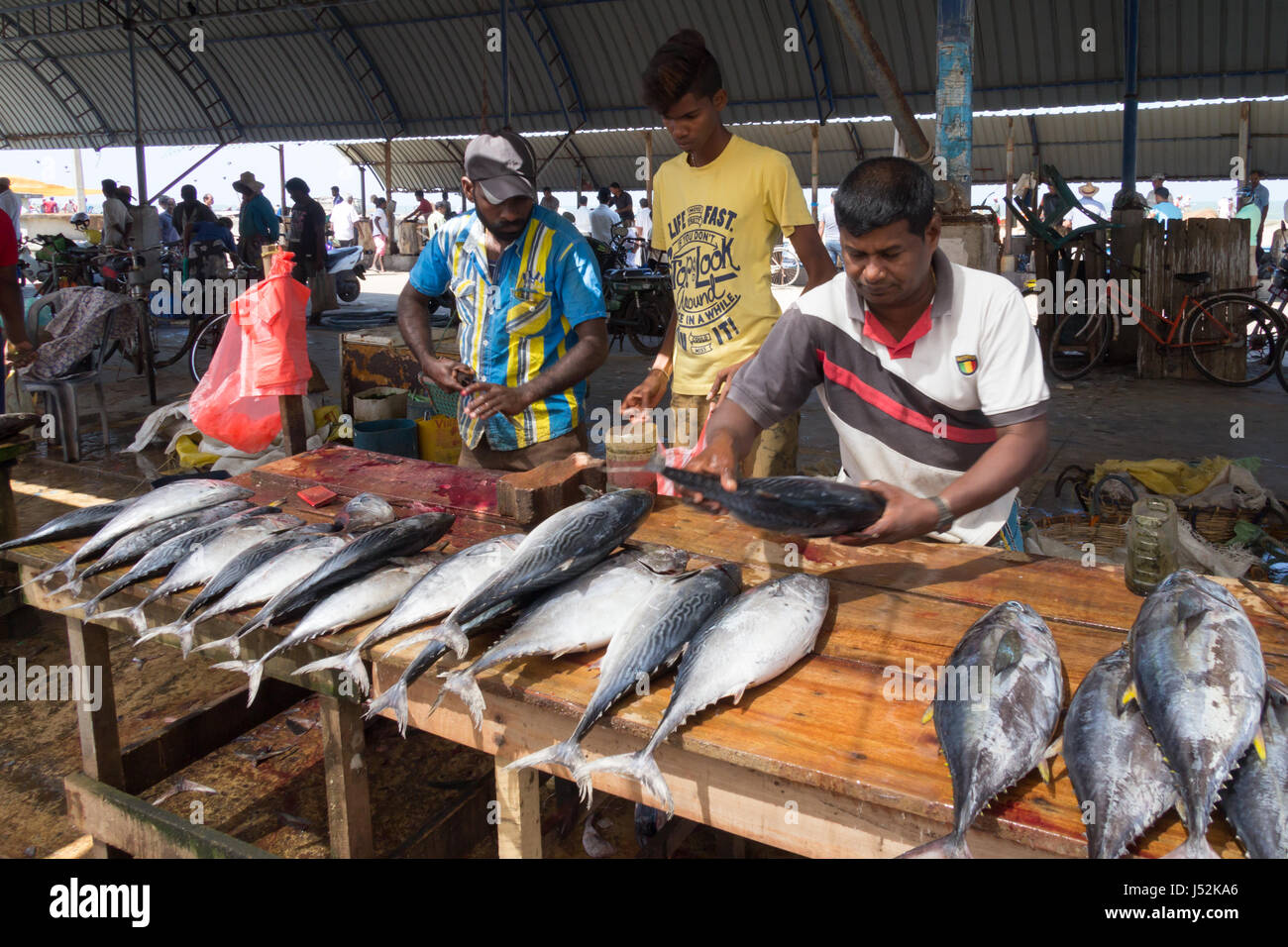 Marchands de poissons sur le marché aux poissons de Negombo, Sri Lanka ...