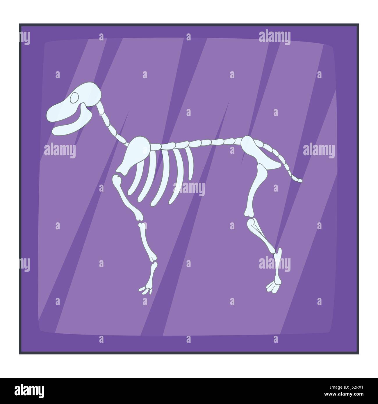 Radiographie du bassin de chien Banque d'images vectorielles - Alamy
