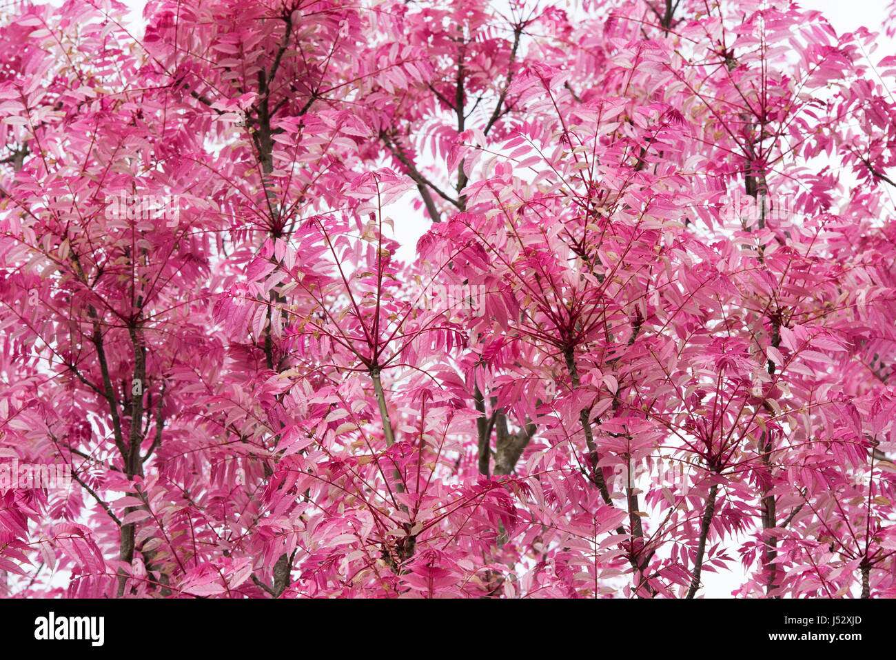 Toona sinensis flamingo Banque de photographies et d’images à haute ...