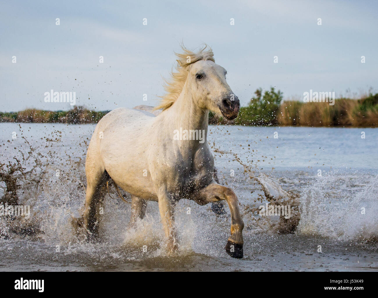 Cheval Camargue blanc s'exécute dans la réserve naturelle des marais ...