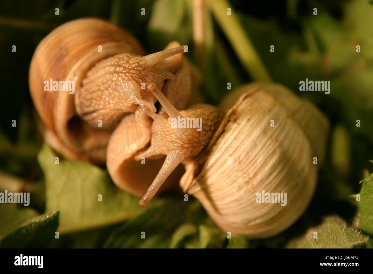 Les escargots escargots escargots coquille d'escargot mate ...