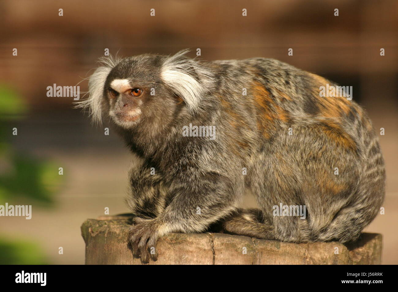 Même un singe Photo Stock - Alamy