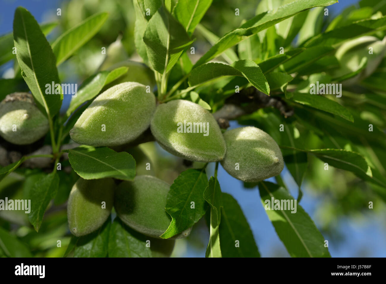 Amandes vertes Banque de photographies et d’images à haute résolution ...