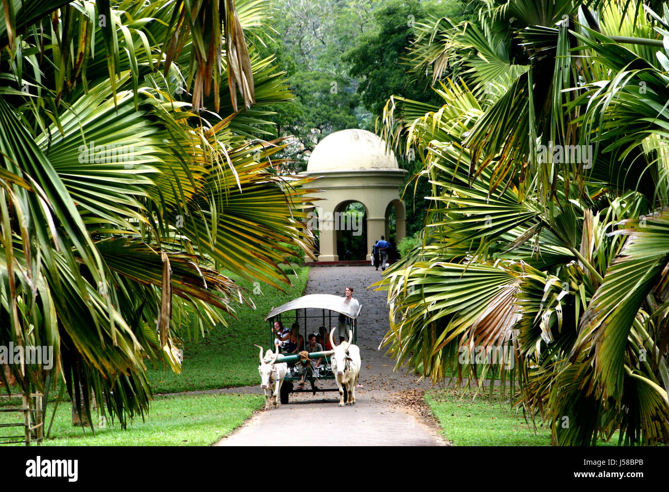 Bœufs et charrette Banque de photographies et d’images à haute résolution - Alamy