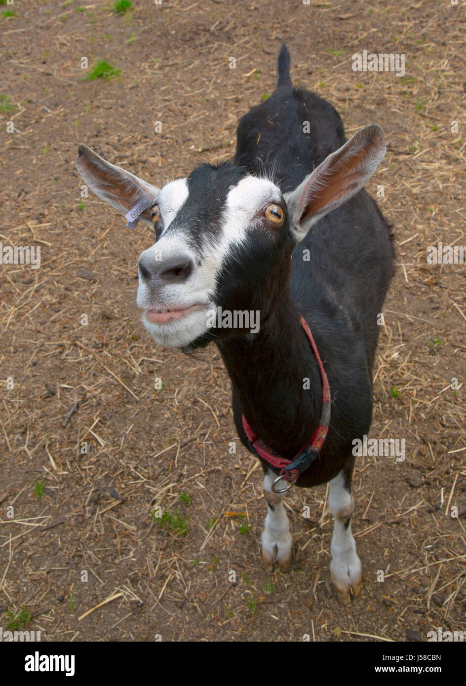 Alpine dairy goats Banque de photographies et d’images à haute ...