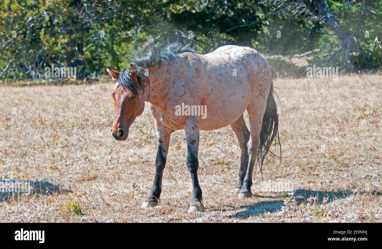 Wild horse étalon rouan rouge revoir après le laminage dans la saleté ...