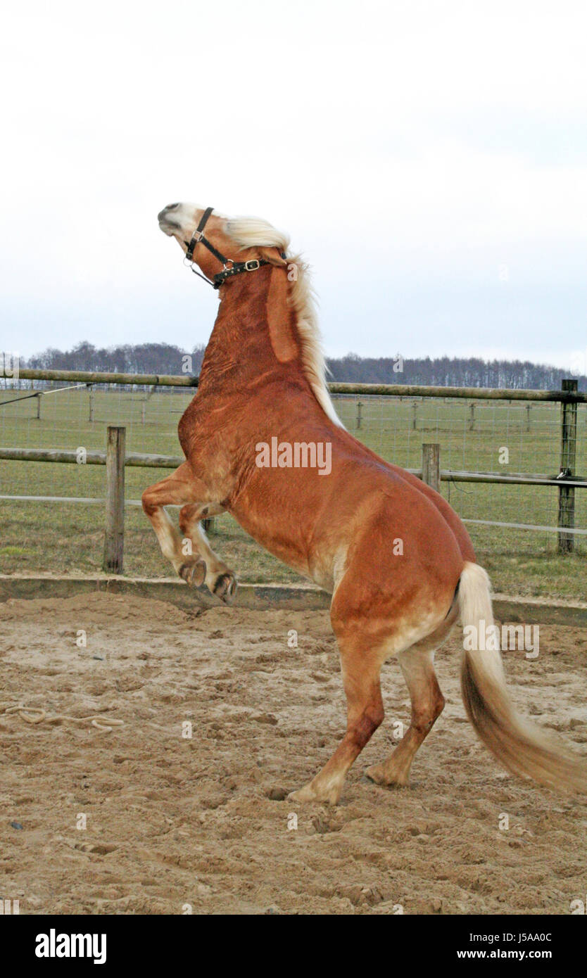 Cheval chevaux animaux animal danger monter monter monter escalade ...