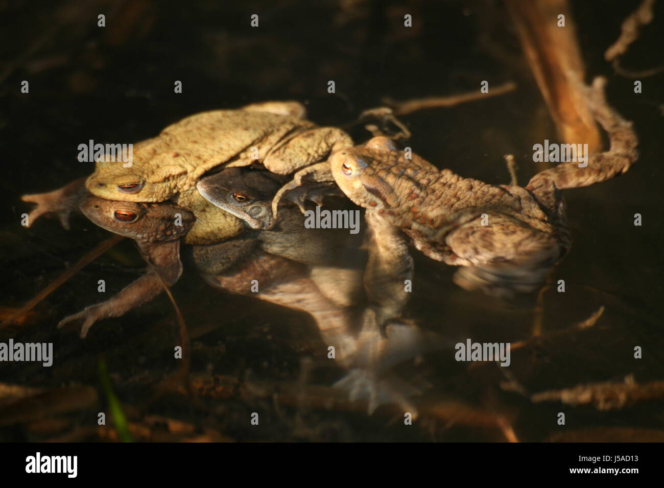 L'eau douce Amphibiens Crapaud grenouille crapaud de l'eau de l'étang ...