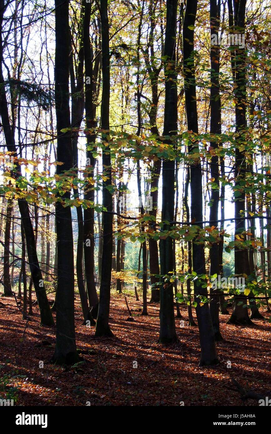 Réservez les feuilles arbre arbres arbres feuillus arbres feuillus ...