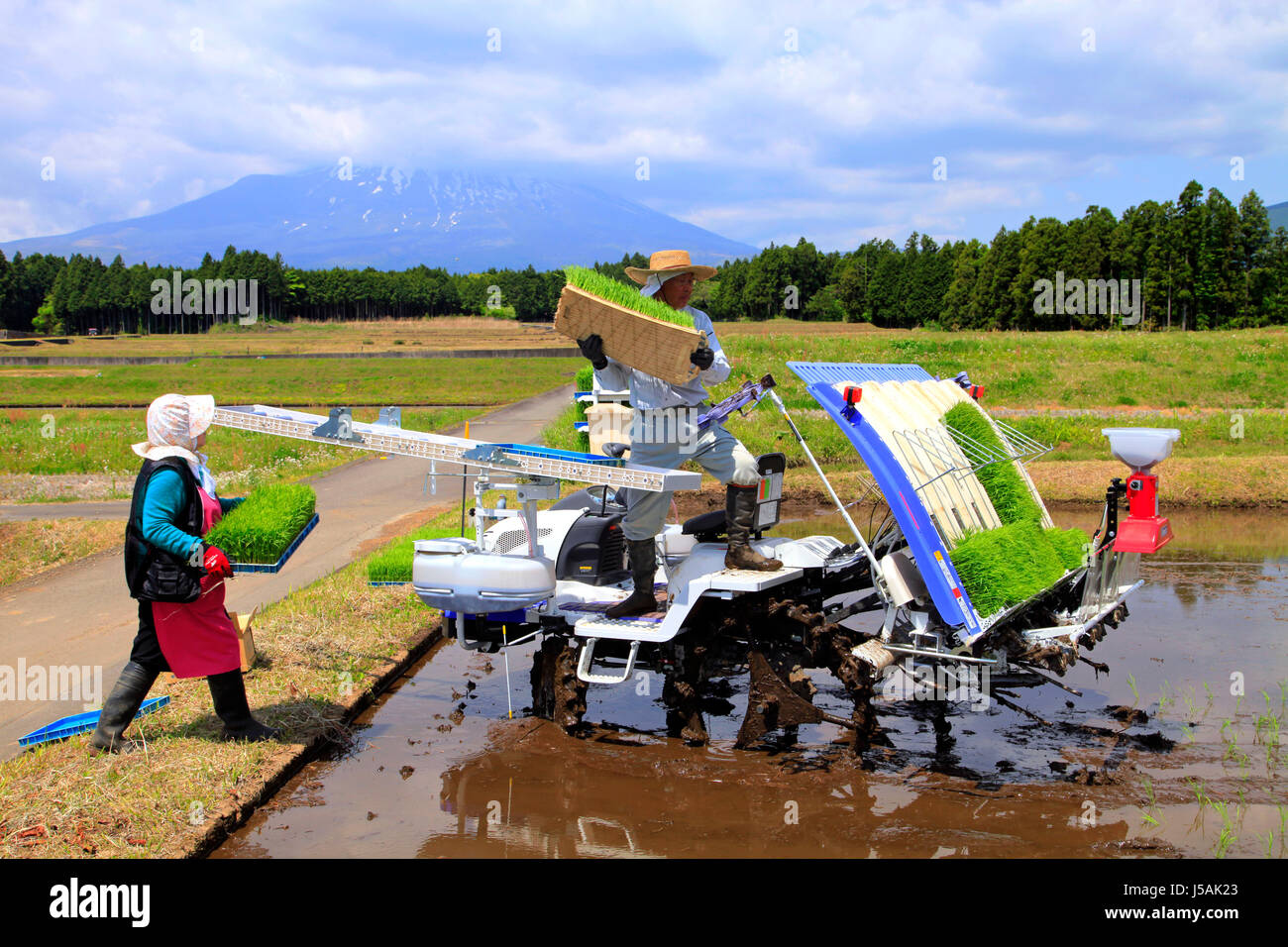 Repiqueur de riz Banque de photographies et d’images à haute résolution ...