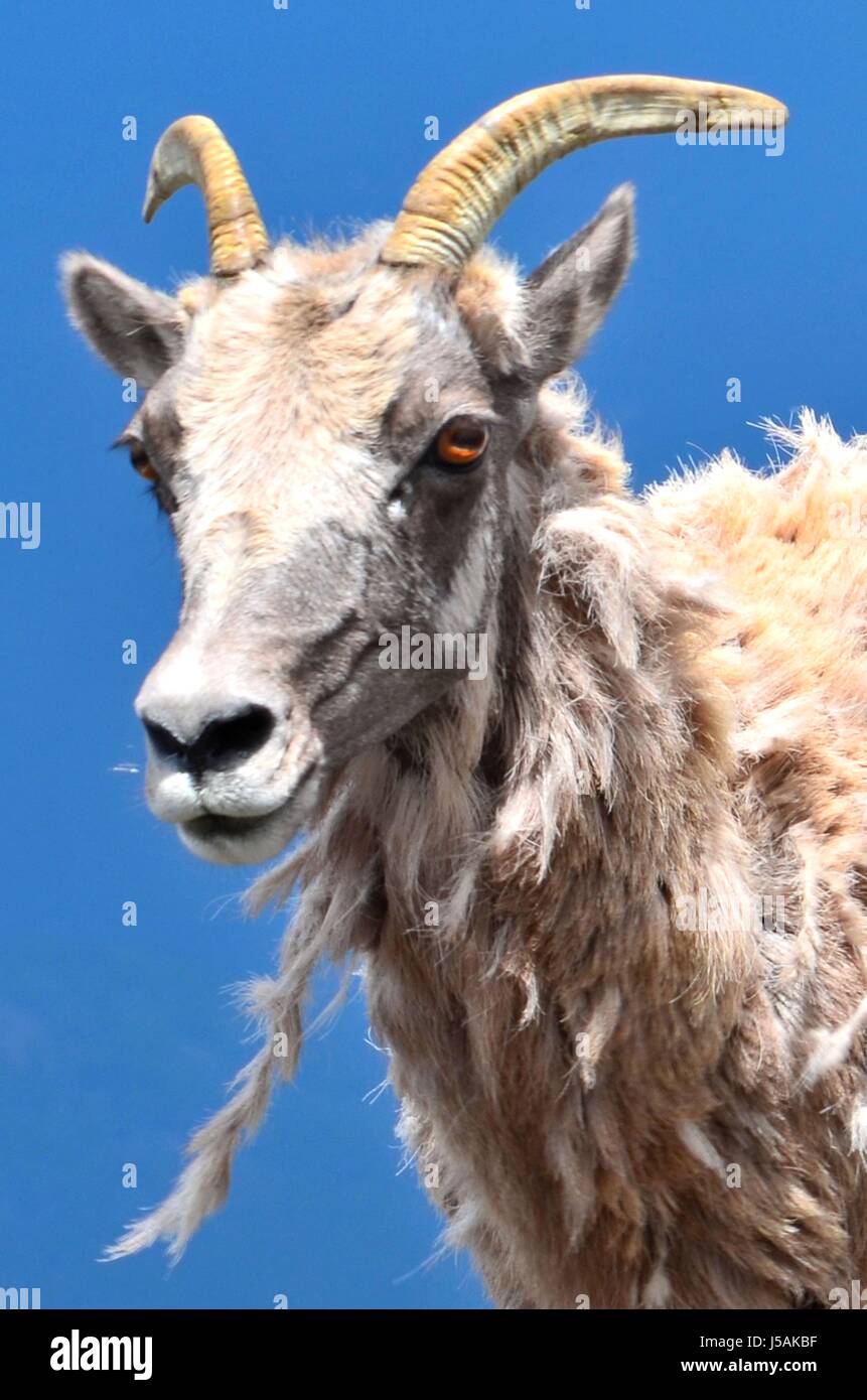 La faune du mont evans Banque de photographies et d’images à haute ...