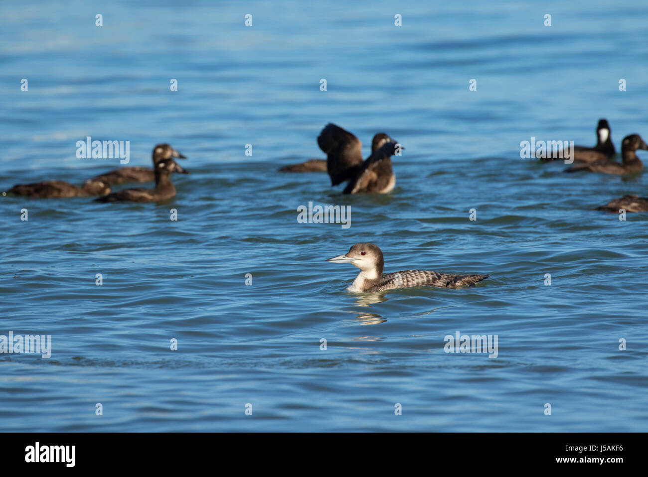 Loon plage Banque de photographies et d’images à haute résolution - Alamy