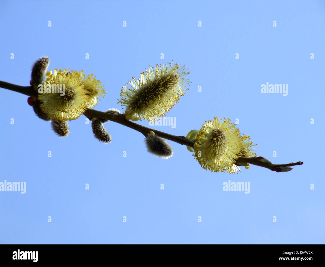 Chaton d'arbuste de saule Banque de photographies et d’images à haute ...