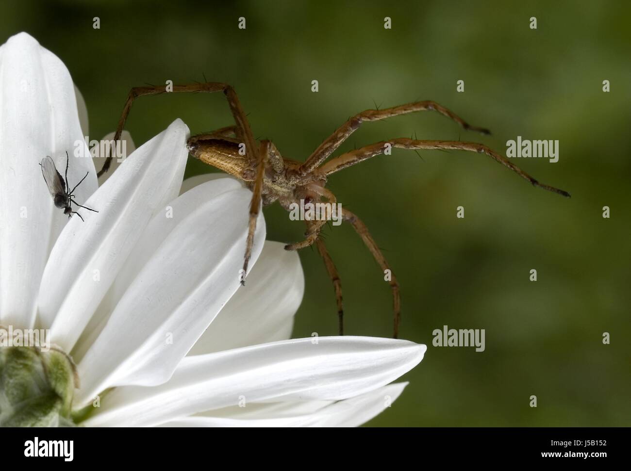 La peur l'araignée insectes Mouche spin screwball insektenjgerin ...
