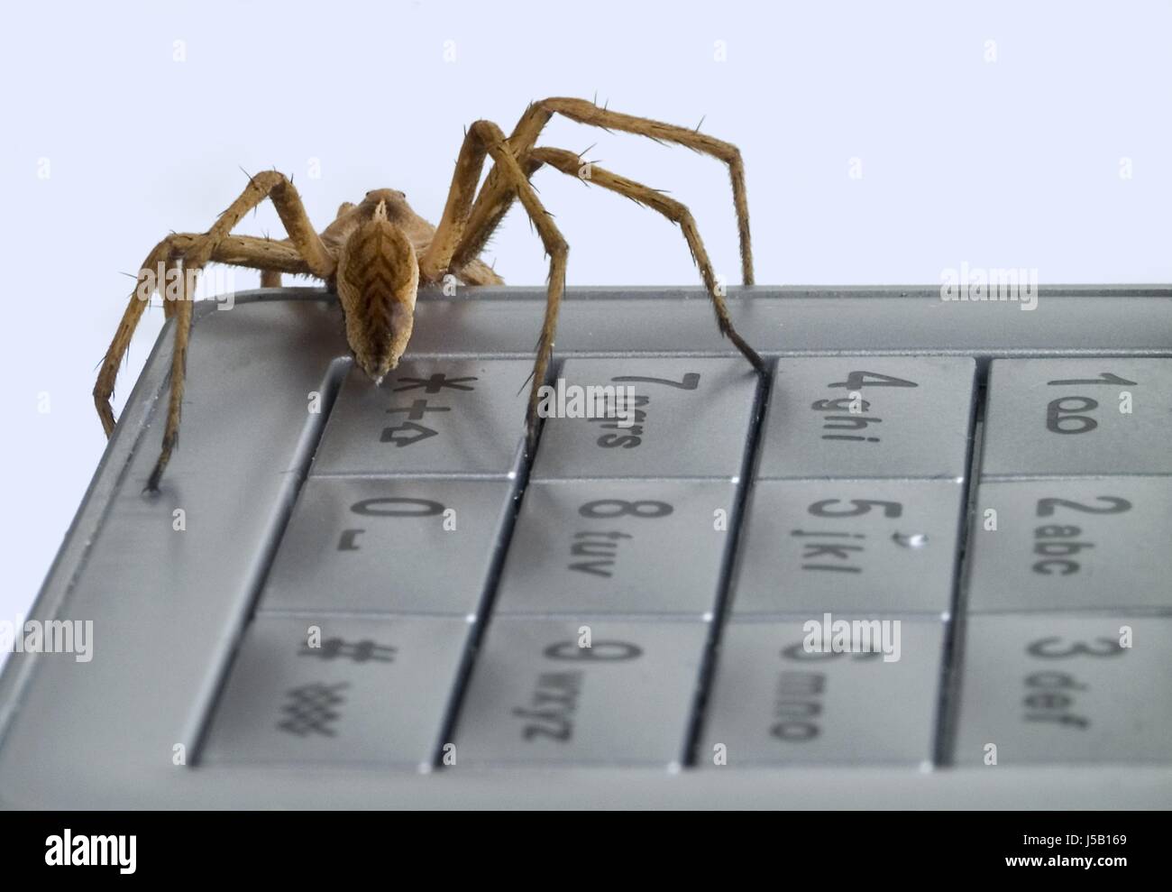 La peur l'araignée insectes Mouche spin screwball insektenjgerin ...