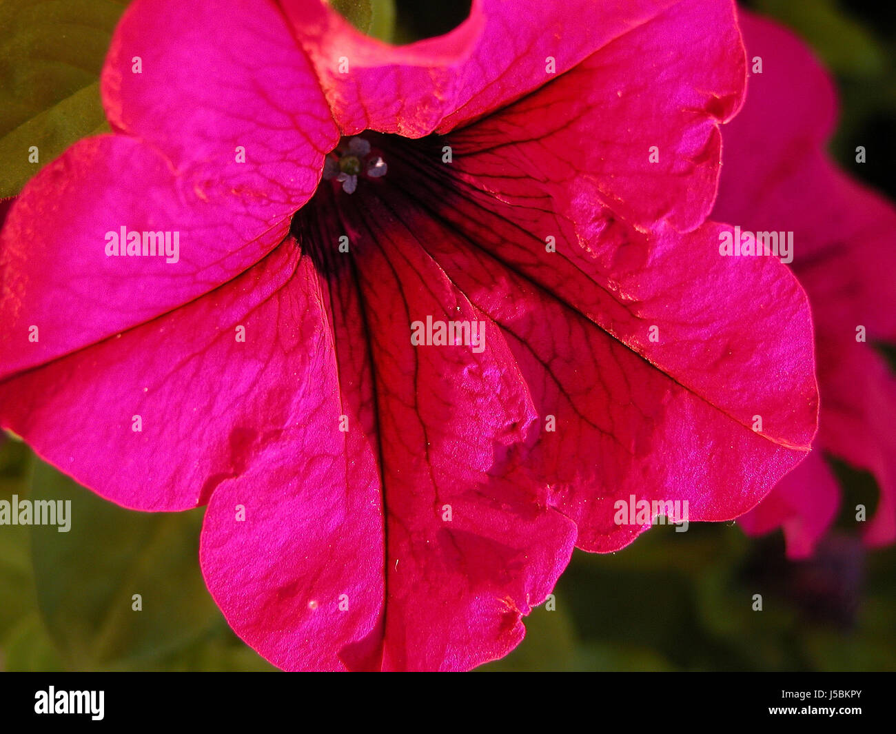 Fleurs en forme de calice Banque de photographies et d’images à haute ...