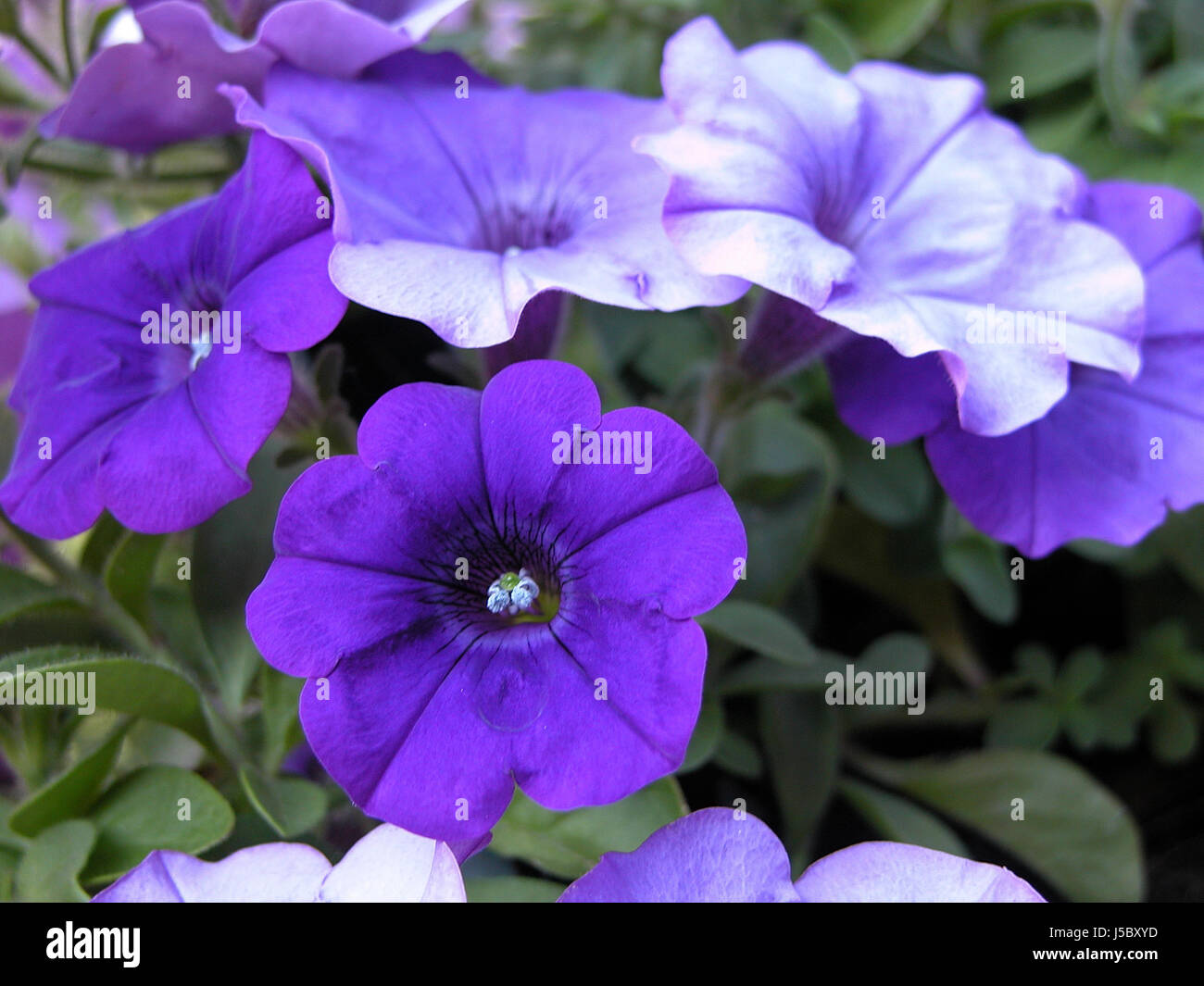 Fleurs en forme de calice Banque de photographies et d’images à haute ...