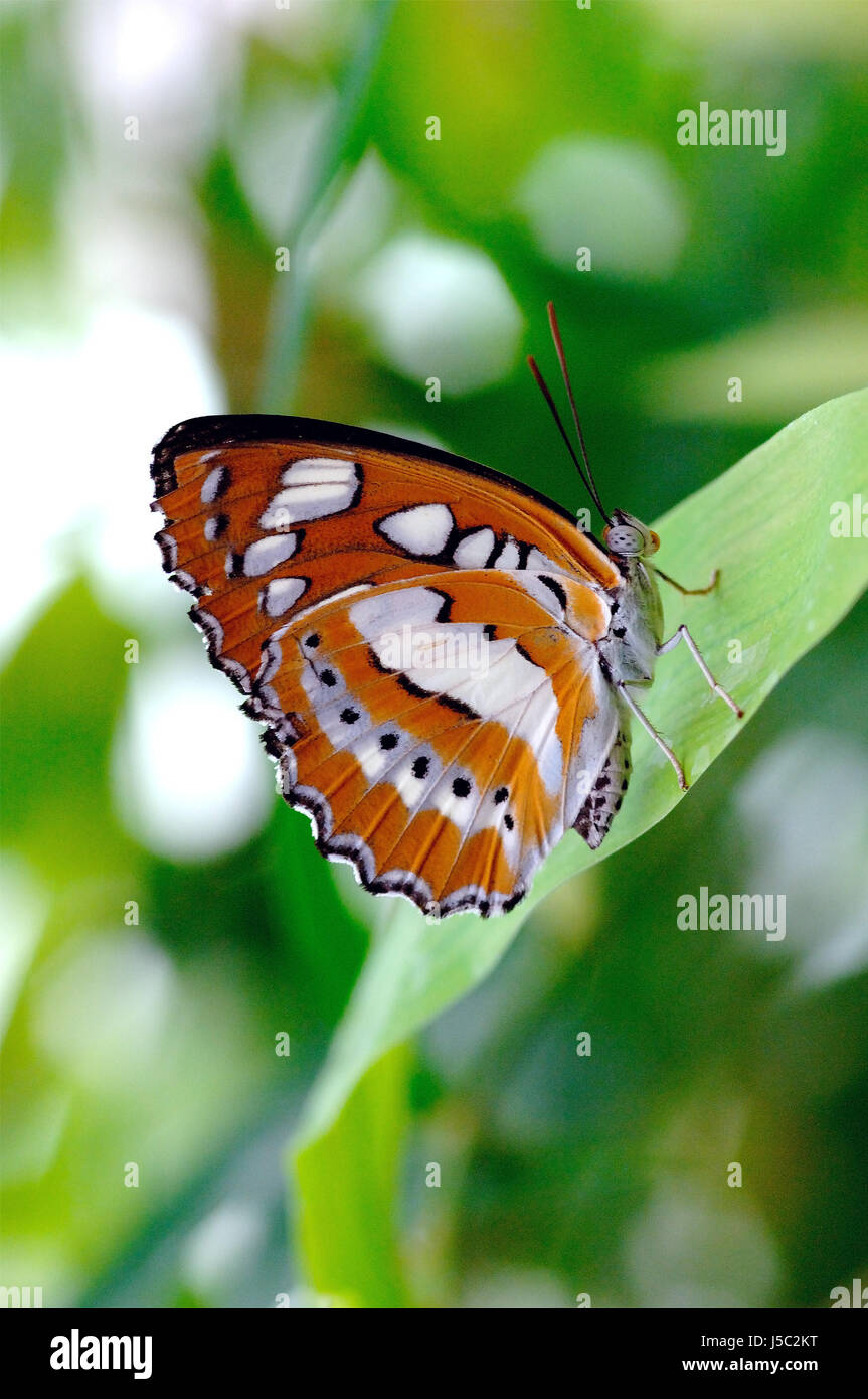 Athyma perius Banque de photographies et d’images à haute résolution ...