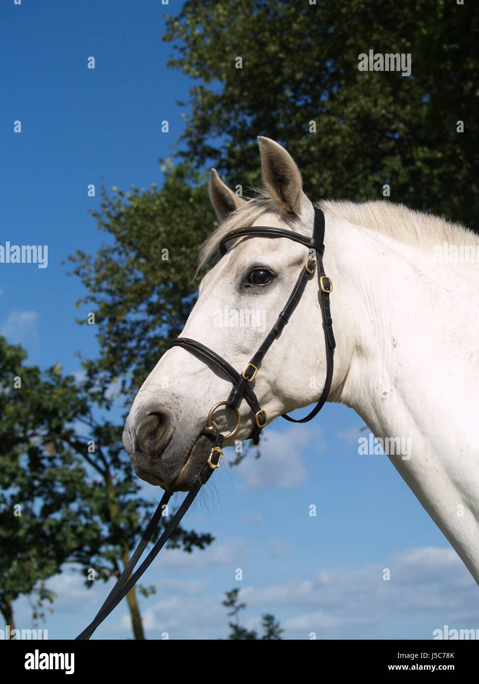 Arbre arbres portrait cheval hongre chevaux stallion mare snaffle ...