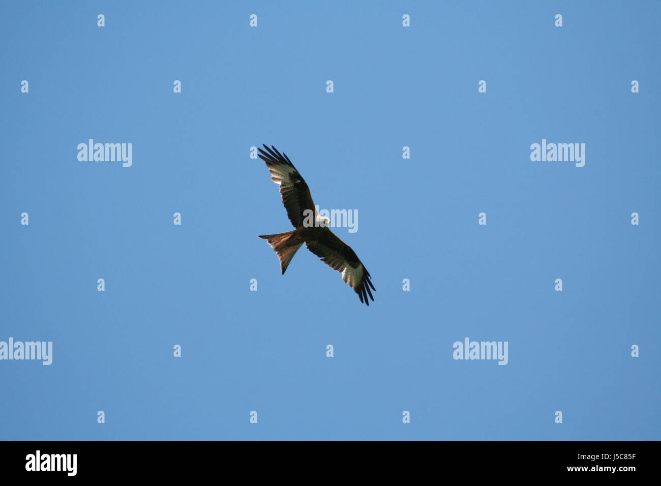 Animaux oiseaux oiseau bleu oiseaux de proie raptor firmament aile sky ...