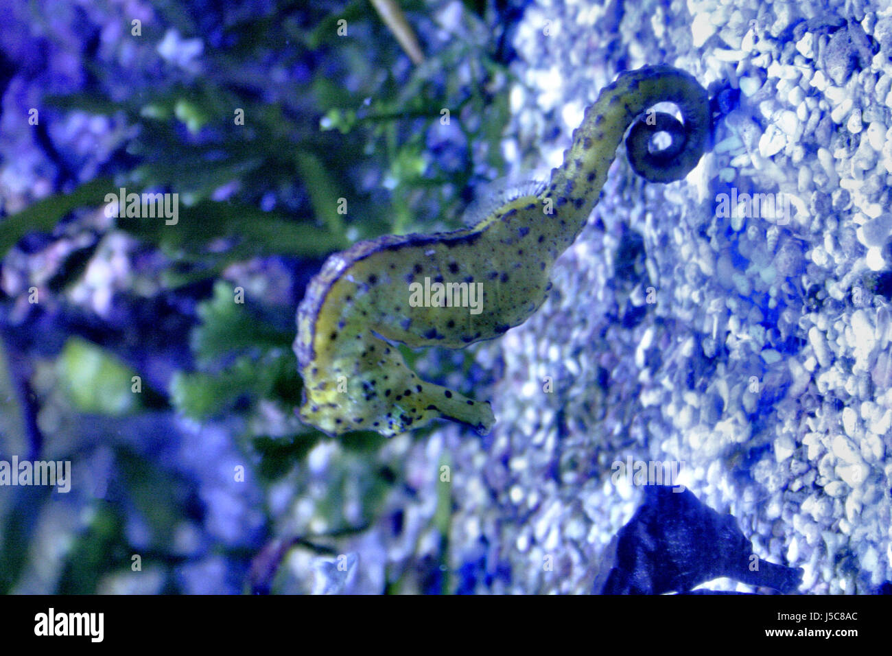 Les espèces animales du poisson d'eau salée periled mer océan eau ...