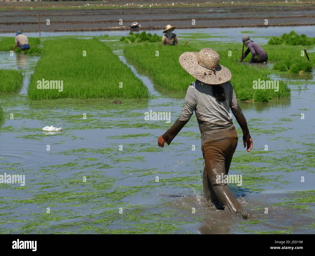 Planter des plants de riz dans un champ inondé Banque de photographies ...