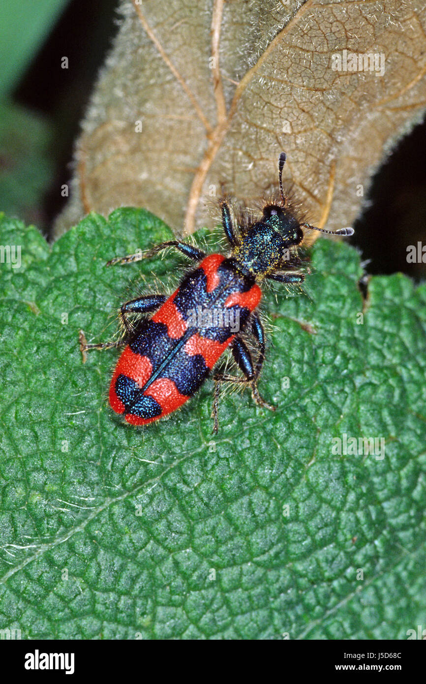 Roter kfer Banque de photographies et d’images à haute résolution - Alamy